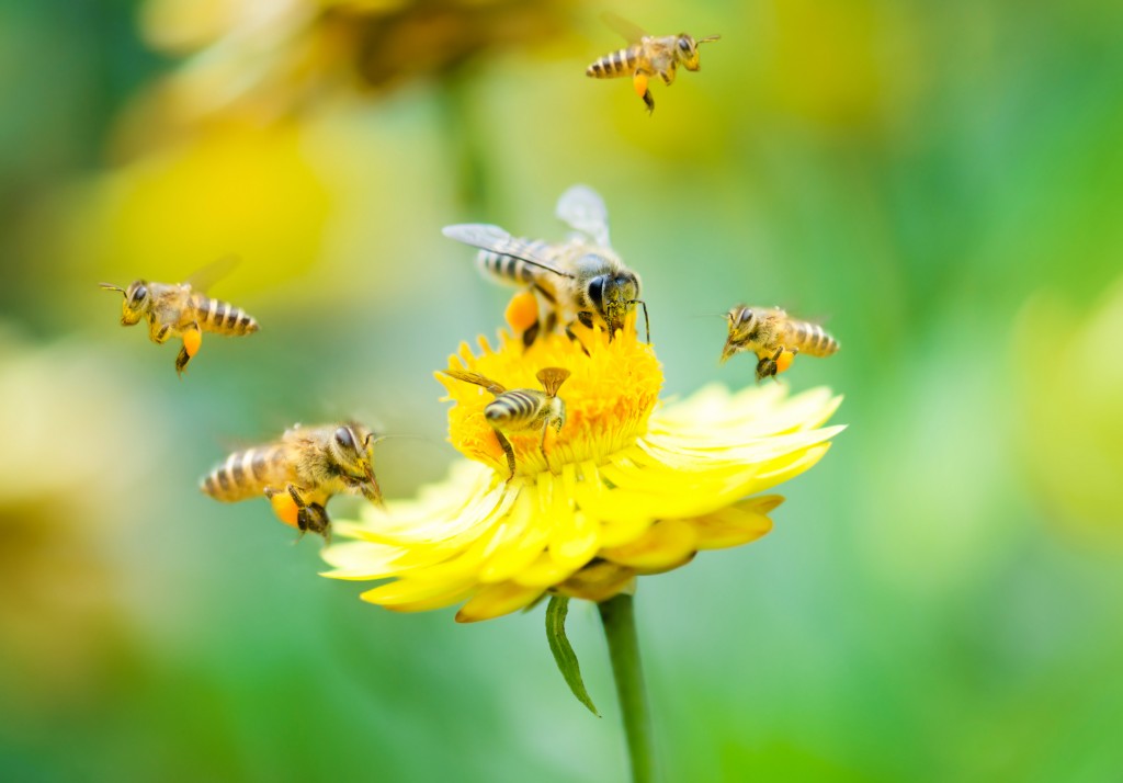 Backyard Garden and Landscaping: A Safe Haven for Animals and Insects ...