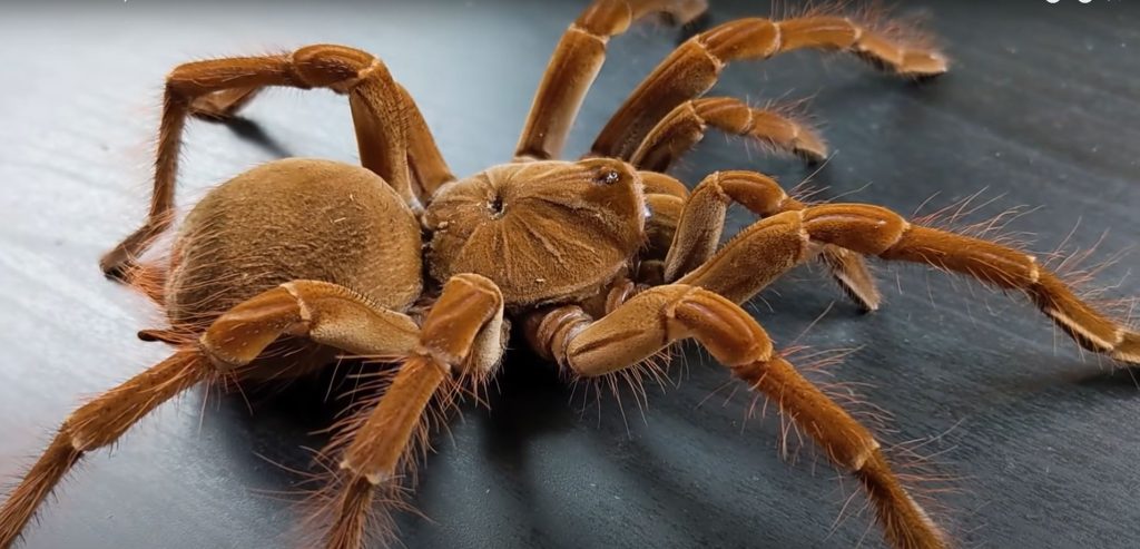Top 10 Largest Spiders: What's the Biggest Spider in the World?
