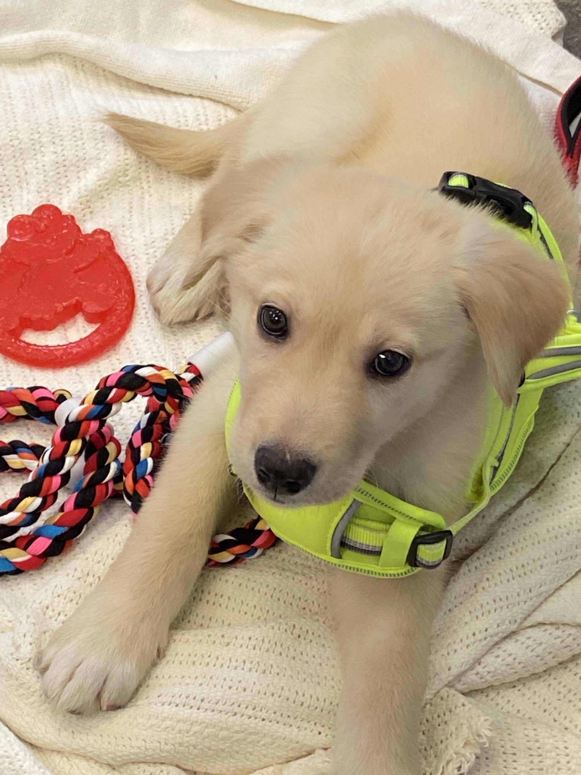 What You Should Know Before Adopting a Goberian Dog - Pet Lovers Palace