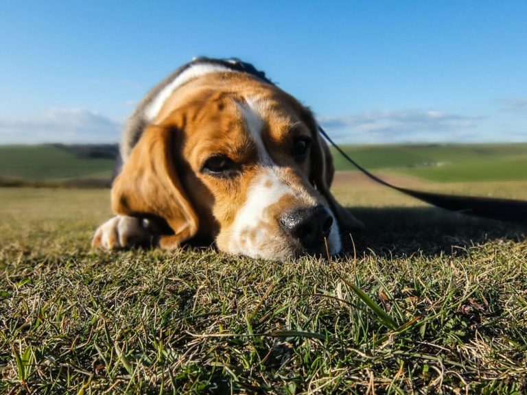 How to Heal Dog Prolapse at Home: A Guide for Pet Owners - Pet Lovers ...